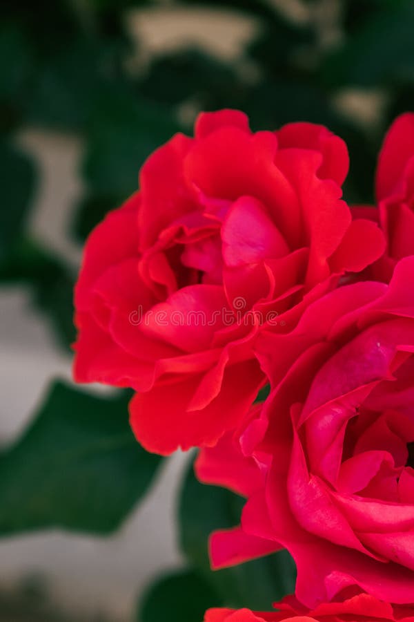 Three Big Red Roses in the Garden. Stock Image - Image of floral, flora ...