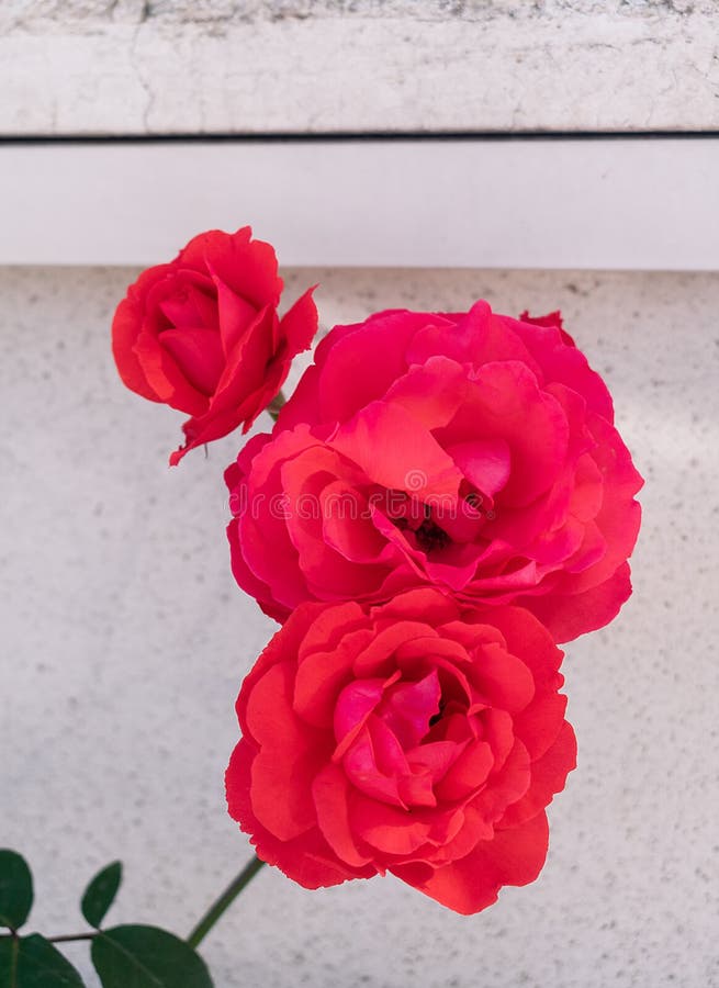 Three Big Red Roses in the Garden. Stock Image - Image of nature ...