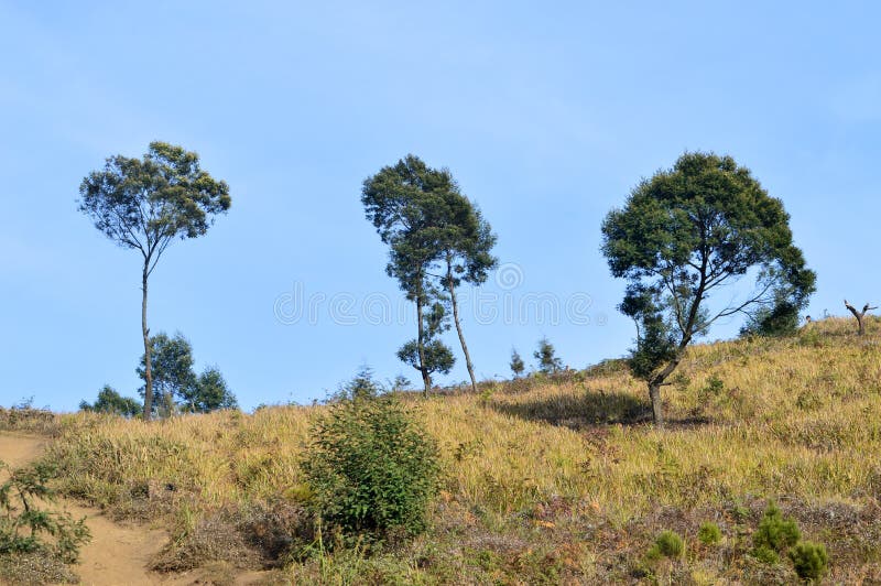 Three Big Trees on the Hill of a Mountain Stock Image - Image of plant ...