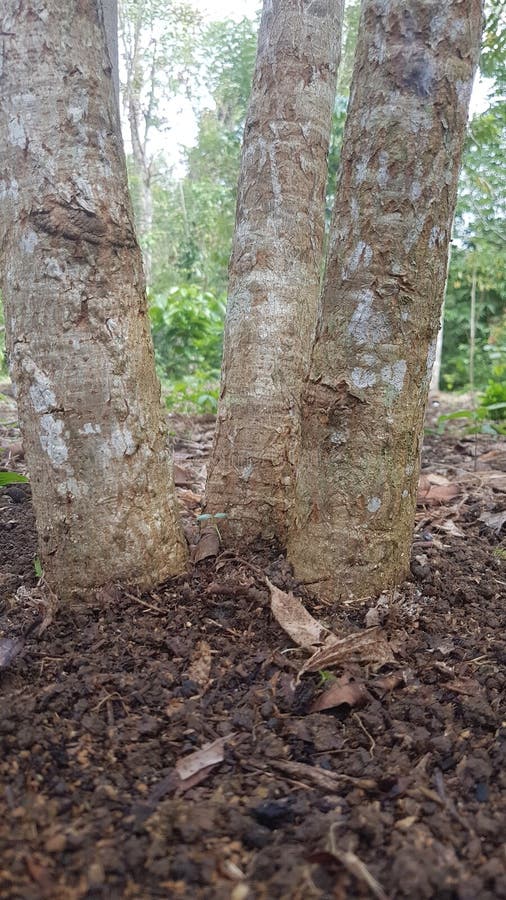 Three Big Trees are almost the Same Stock Photo - Image of gether ...
