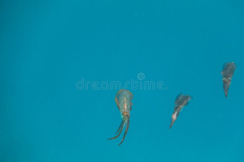 Three Bigfin Reef Squid Hovering in Blue Water during Diving Stock ...