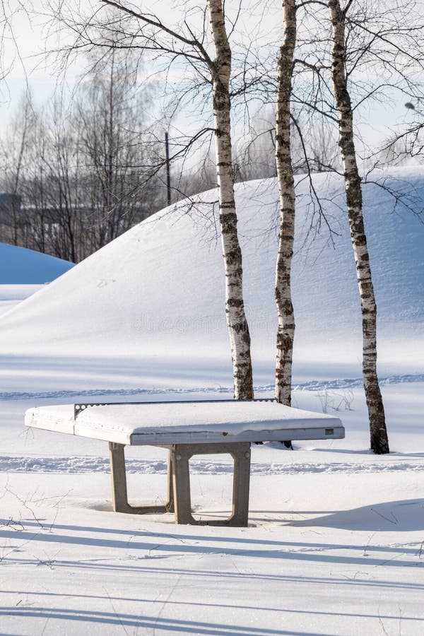 Three Birch Tree Trunks and a Snow-covered Tennis Table in Winter Stock ...