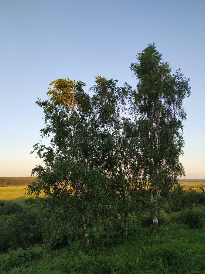498 Birch Three Trees Stock Photos - Free & Royalty-Free Stock Photos ...