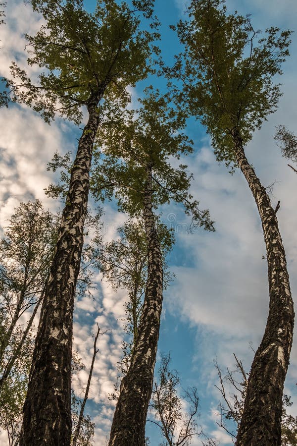 Three birch trees stock image. Image of green, flora - 57148337