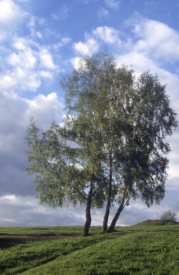 Three Birch Trees in a Field Stock Photo - Image of summer, green ...