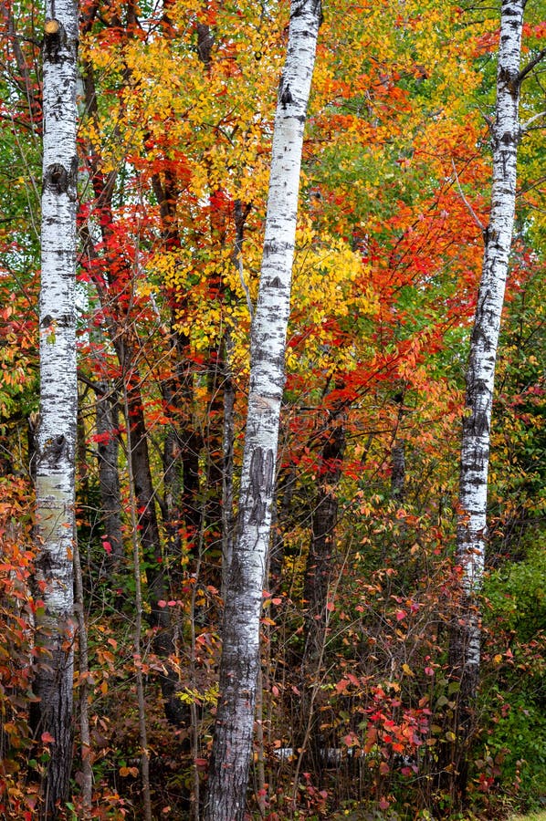 Three Birch Trees in the Forest with Brilliant Autumn Foliage Stock ...