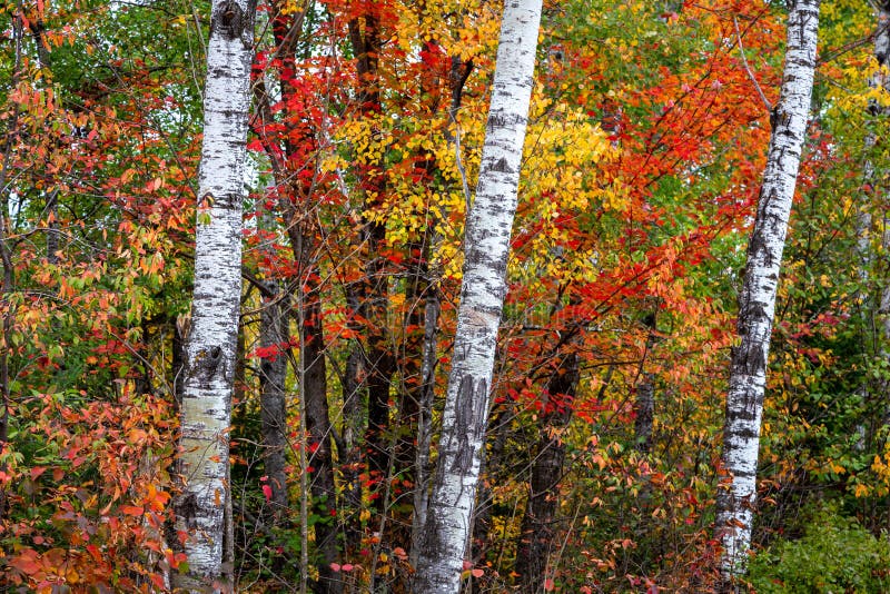 Three Birch Trees in the Forest with Brilliant Autumn Foliage Stock ...