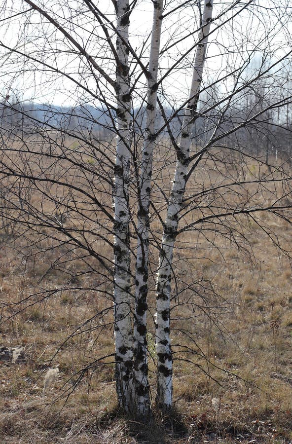 Spring Background - Three Birch Trees Growing on a Dry Meadow at the ...