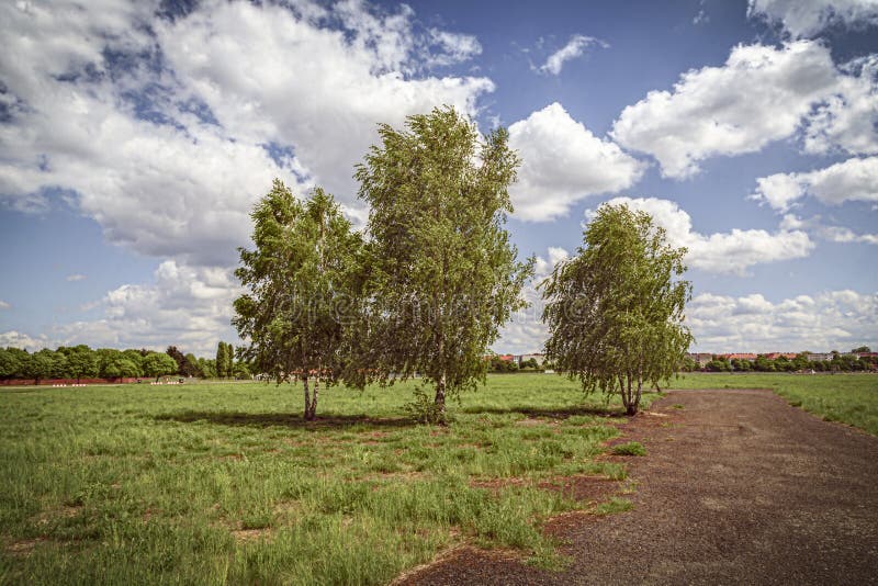 Three birch trees stock photo. Image of feld, white, europe - 35900028