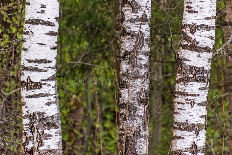 Three Birch Trunks in the Spring Stock Photo - Image of white, green ...