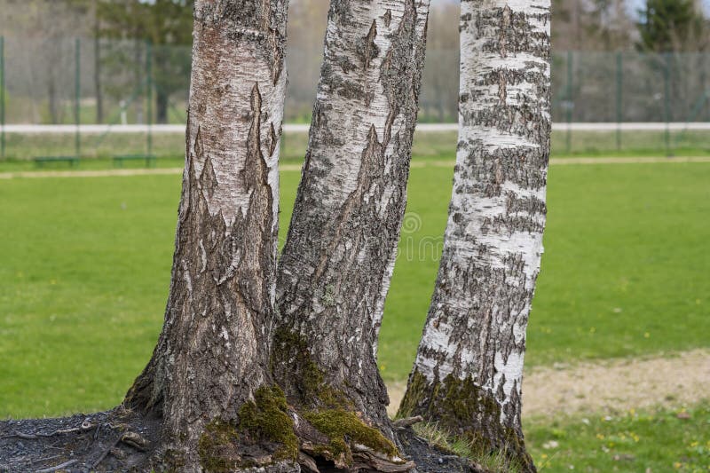 Three Birch Trunks. White and Black Stock Photo - Image of park, tree ...