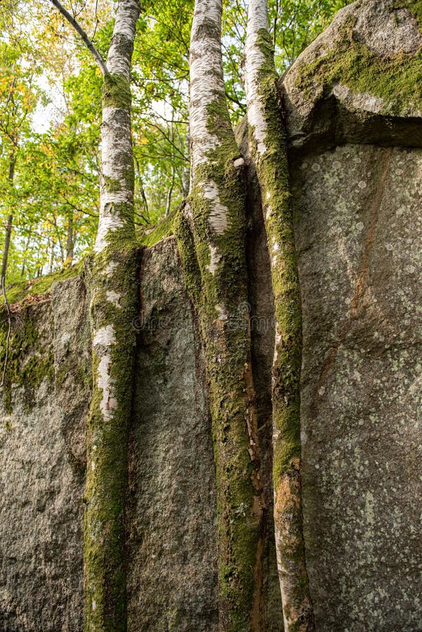 Three Birches Growing Close To a Cliffside Stock Photo - Image of ...