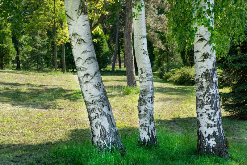 Three Birches Tree in Forest Park on a Sunny Spring Day Stock Image ...