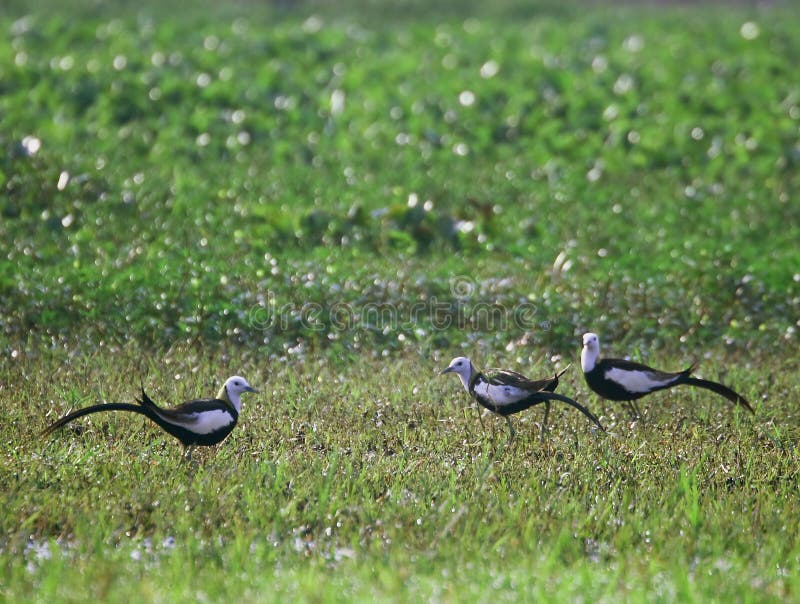 Three birds stock image. Image of birds, early, green - 4574501