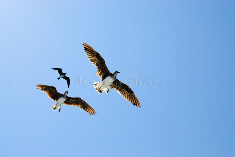 Three Birds In Blue Sky Stock Images - Image: 11593244