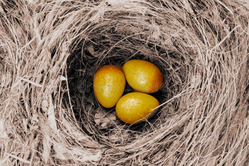 Three birds eggs in nest stock photo. Image of born - 296121598