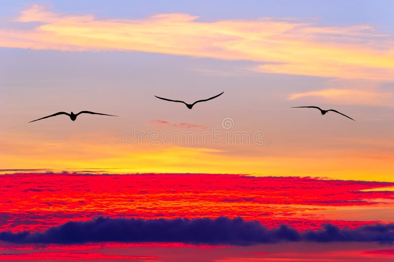 Sunset Birds Flying stock image. Image of daytime, dawn - 190410565