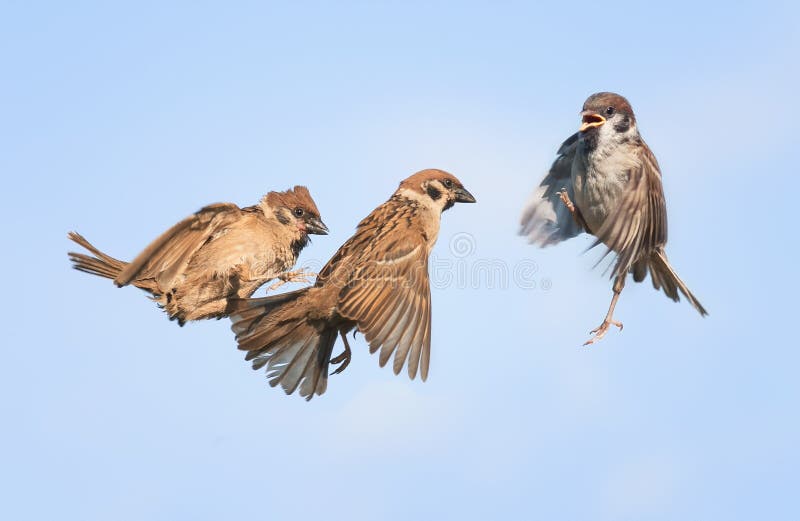 Three Birds Fly and Play in the Sky Stock Image - Image of quick ...