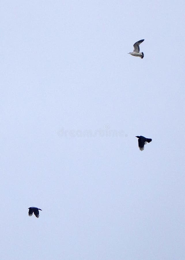Three Birds Flying in the Blue Sky Stock Image - Image of blue, peace ...