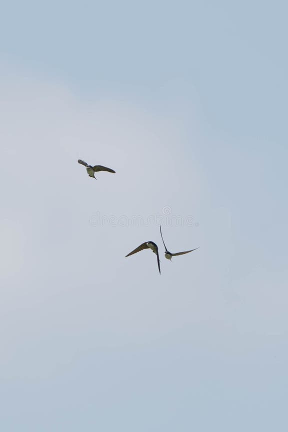 Three Birds Flying in the Sky Stock Photo - Image of wildlife, clear ...