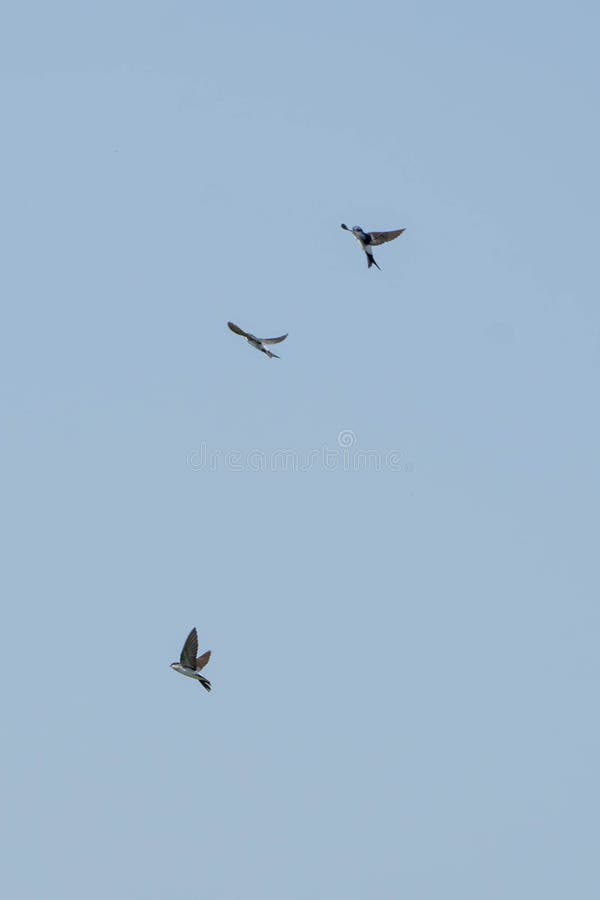 Three Birds Flying in the Sky, One of Which is a Swallow Stock Image ...