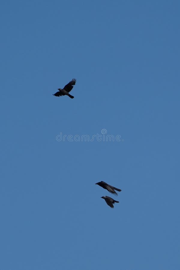Three Birds Flying in the Sky Stock Photo - Image of seagull, summer ...