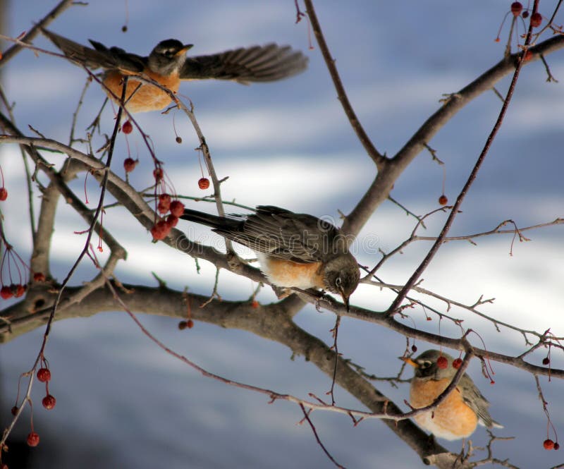 Three birds stock image. Image of background, perch, freedom - 7925593