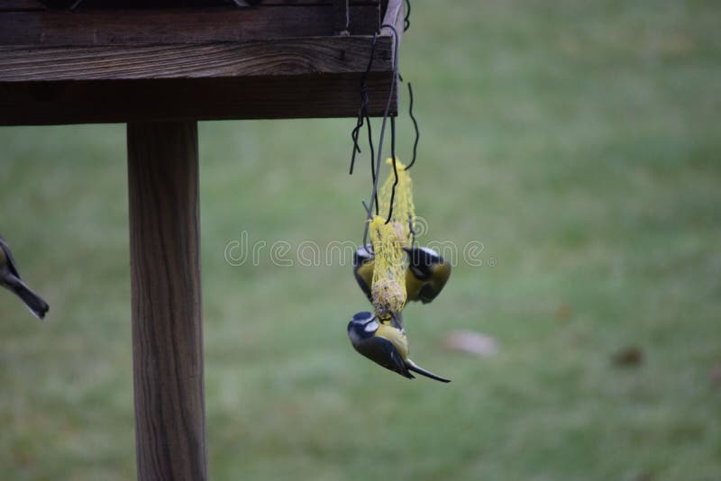 Birds Hanging on a Bird Feeder Stock Image - Image of background ...