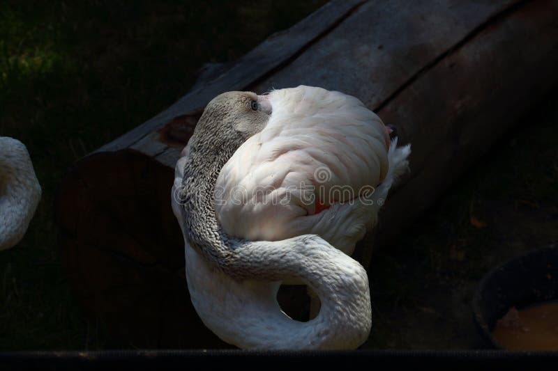 Unity Winged Globe Stock Photos - Free & Royalty-Free Stock Photos from ...