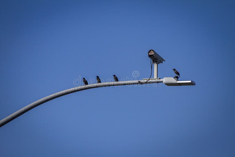 Three Birds Perched on Light Pole and One All Alone with Traffic ...