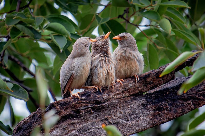 Three Birds Perched on a Tree Branch Stock Photo - Image of nature ...
