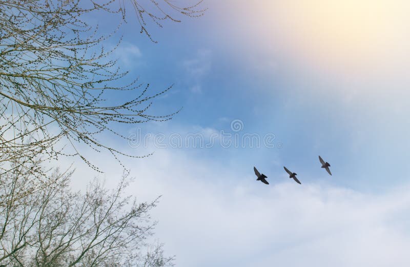 Three Birds in the Sky, a Symbol of Peace Stock Photo - Image of clean ...