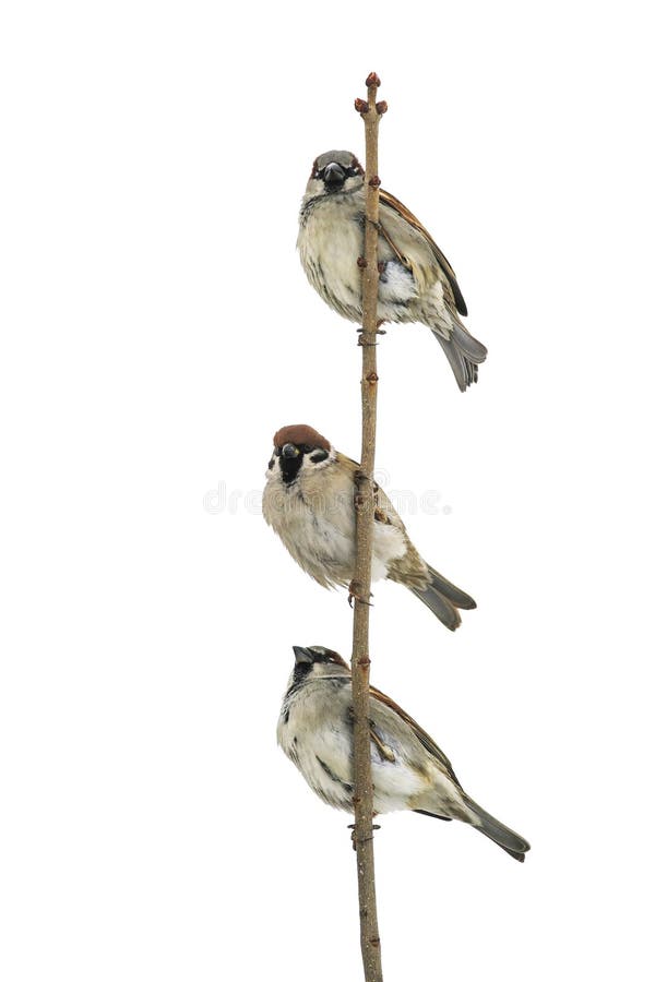 Three Birds Sparrows Sitting on a Branch and Looking into the D Stock ...
