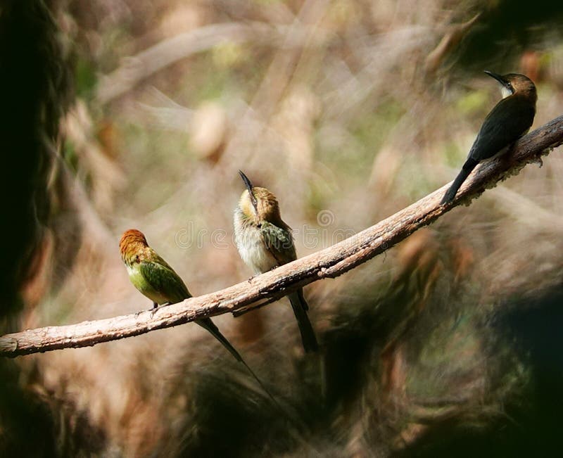Three Birds are Standing on a Stick Outside on the Branches Stock Photo ...
