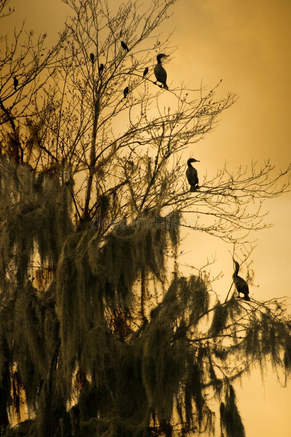 Three Birds in Tree stock photo. Image of tree, lower - 1016876
