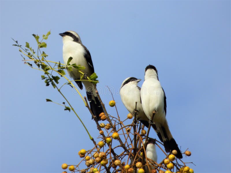 Three birds in a tree stock photo. Image of finch, wing - 251846010