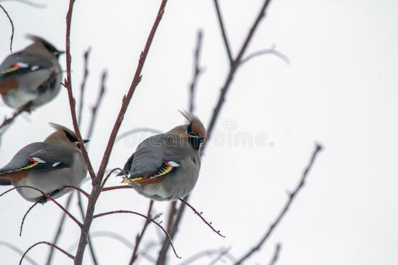 Three Birds in Tree Branches Stock Photo - Image of branches, closeup ...