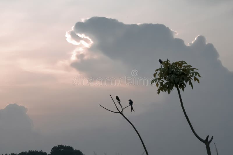 Three Birds in Tree with Sunset, Sunrise in Sky Stock Image - Image of ...