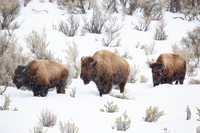 Three Bison Walking in the Snow through Lamar Valley Stock Photo ...