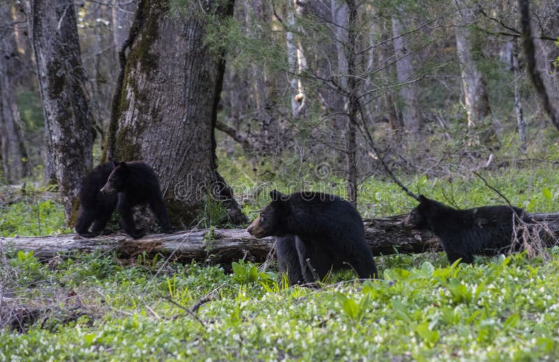 Three Black Bear Cubs Play Together. Stock Image - Image of bear, green ...