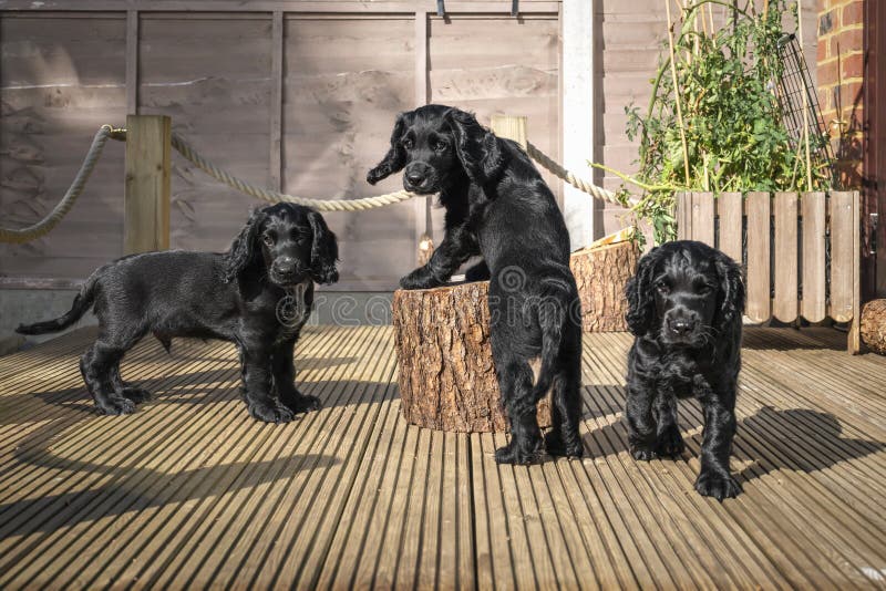 Three Black Cocker Spaniel Puppies in the Garden in Surrey Stock Photo ...