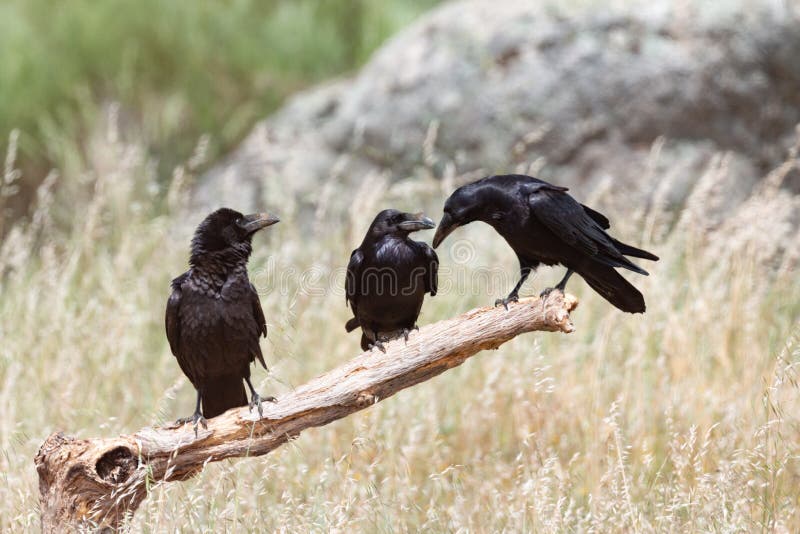 Three Black Crows on a Dry Branch Stock Image - Image of closeup ...