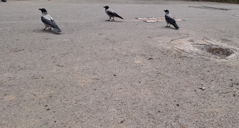 Three Black Crows Walking on the Ground Stock Image - Image of crows ...