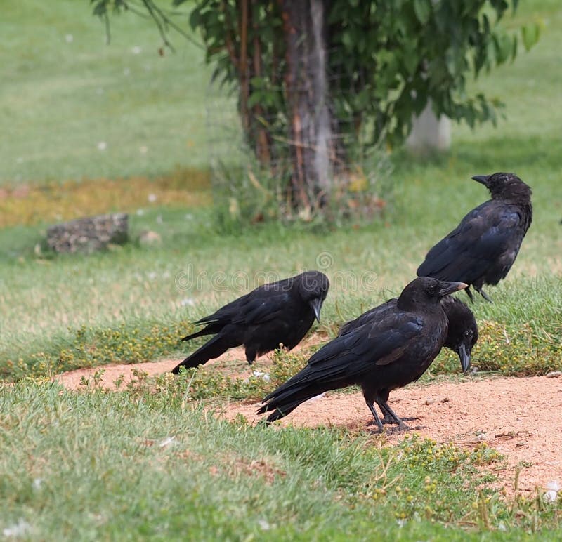 Three Black Crows stock image. Image of crows, migration - 44088359
