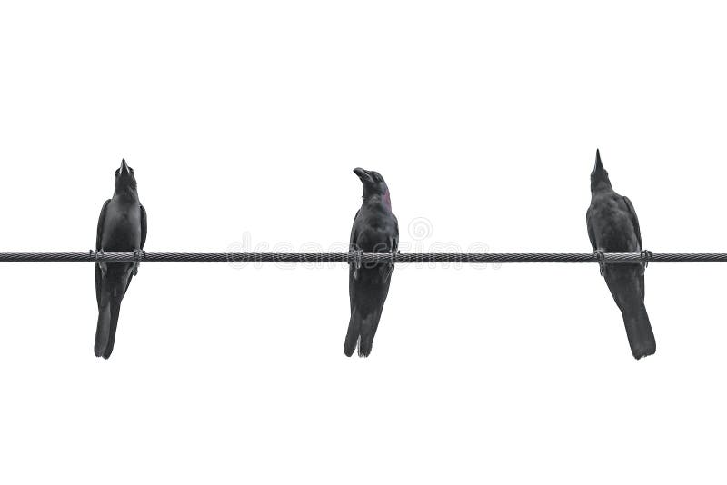 Crows on the cable stock image. Image of electric, crows - 133753887