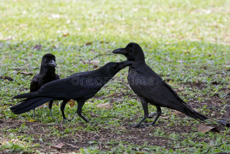 Preening Raven Stock Photos - Free & Royalty-Free Stock Photos from ...