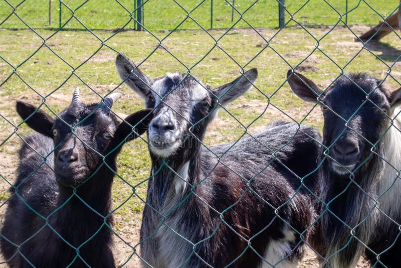 Three Black Goats Behind Fence on Farm Stock Photo - Image of domestic ...