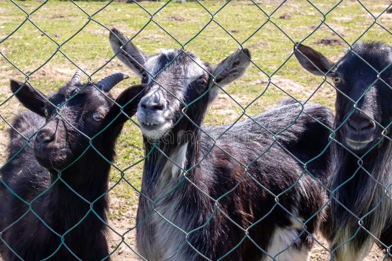 Three Black Goats Behind Fence on Farm Stock Image - Image of feed ...