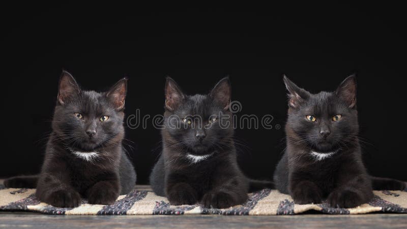 Three Black Kitten Portraits. Cats Are Identical Twins Stock Photo ...
