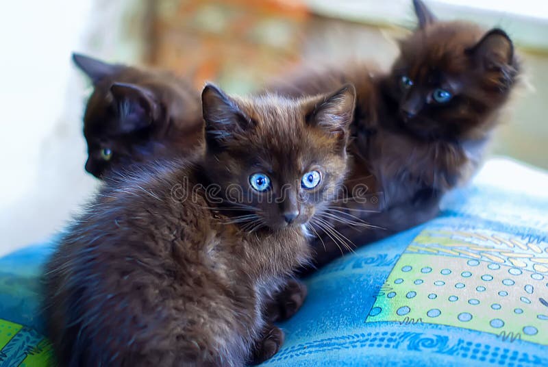 Three Black Kittens Sit Together Inside the House. Beautiful Cute ...